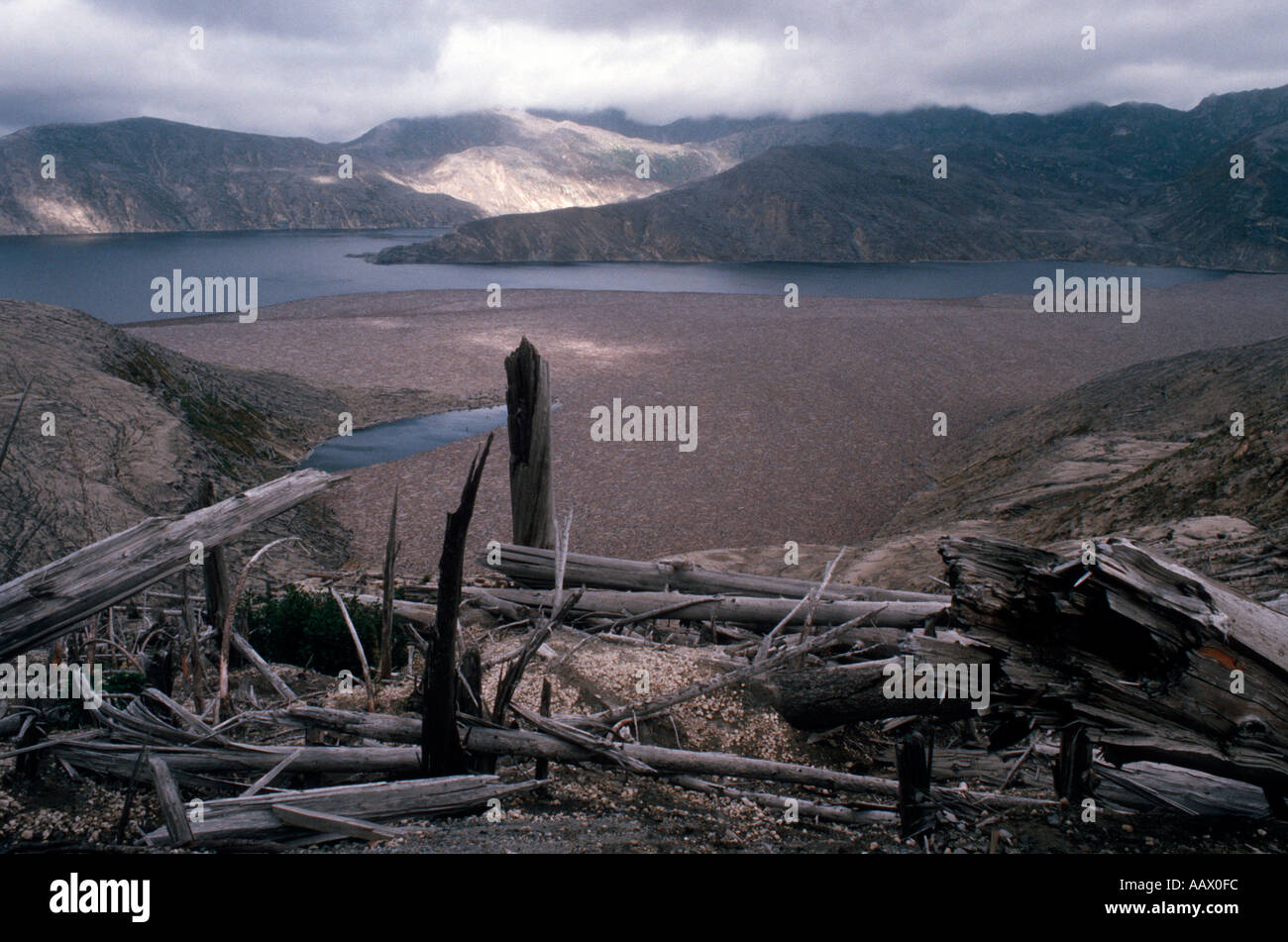 Spirit Lake clogged by downed trees in Mount St Helens National ...