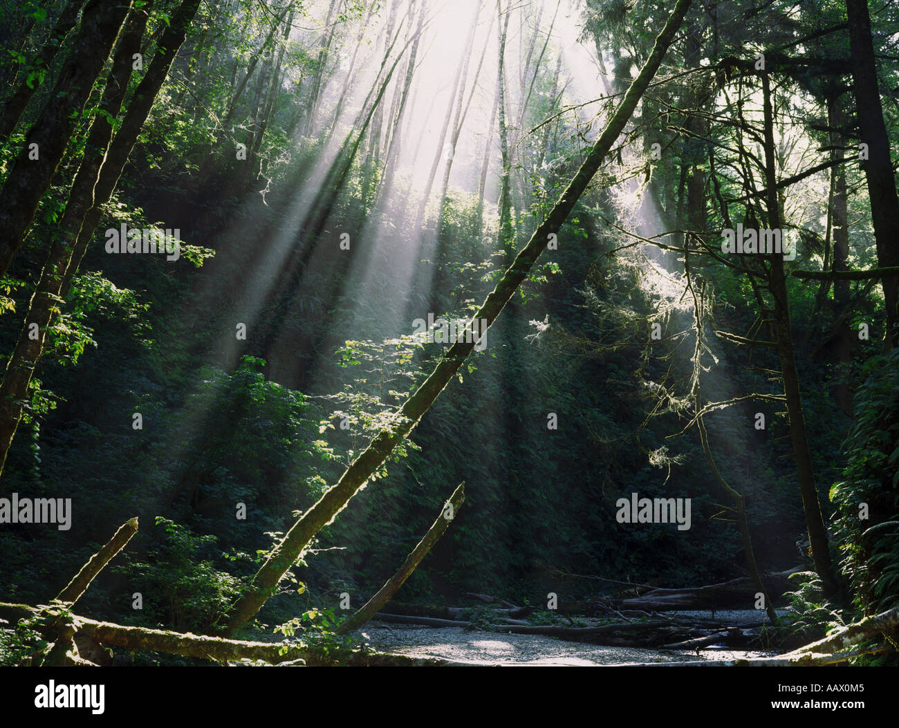 Fern Canyon, Redwoods National Park, California (1 Stock Photo - Alamy