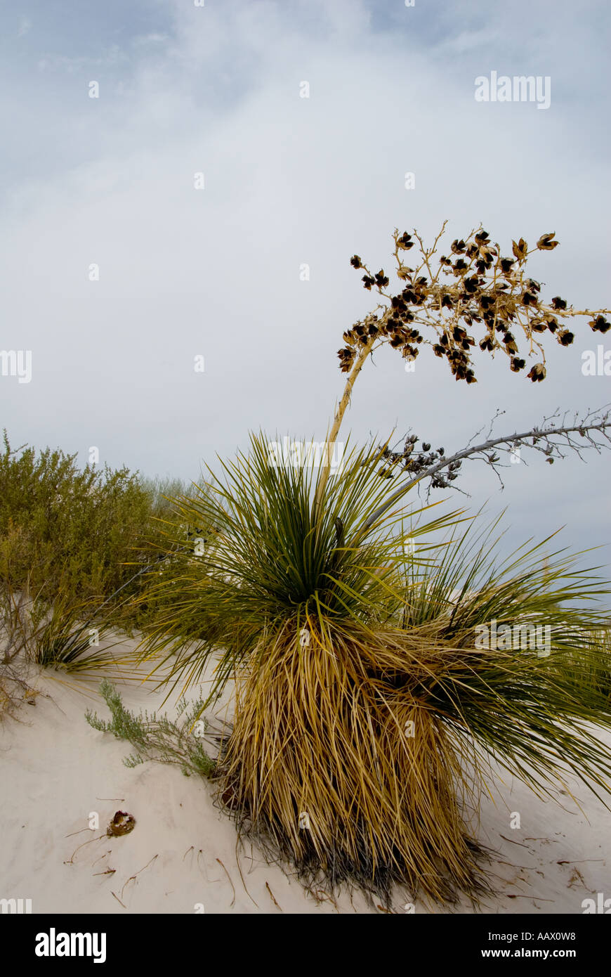Small yucca tree in white sand dune White Sands National Monument in ...