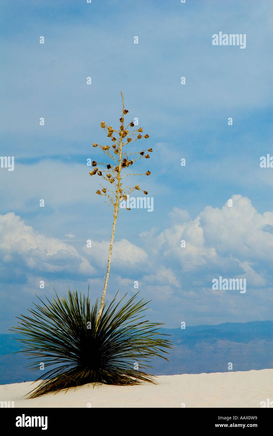 Small yucca tree in white sand dune White Sands National Monument in ...