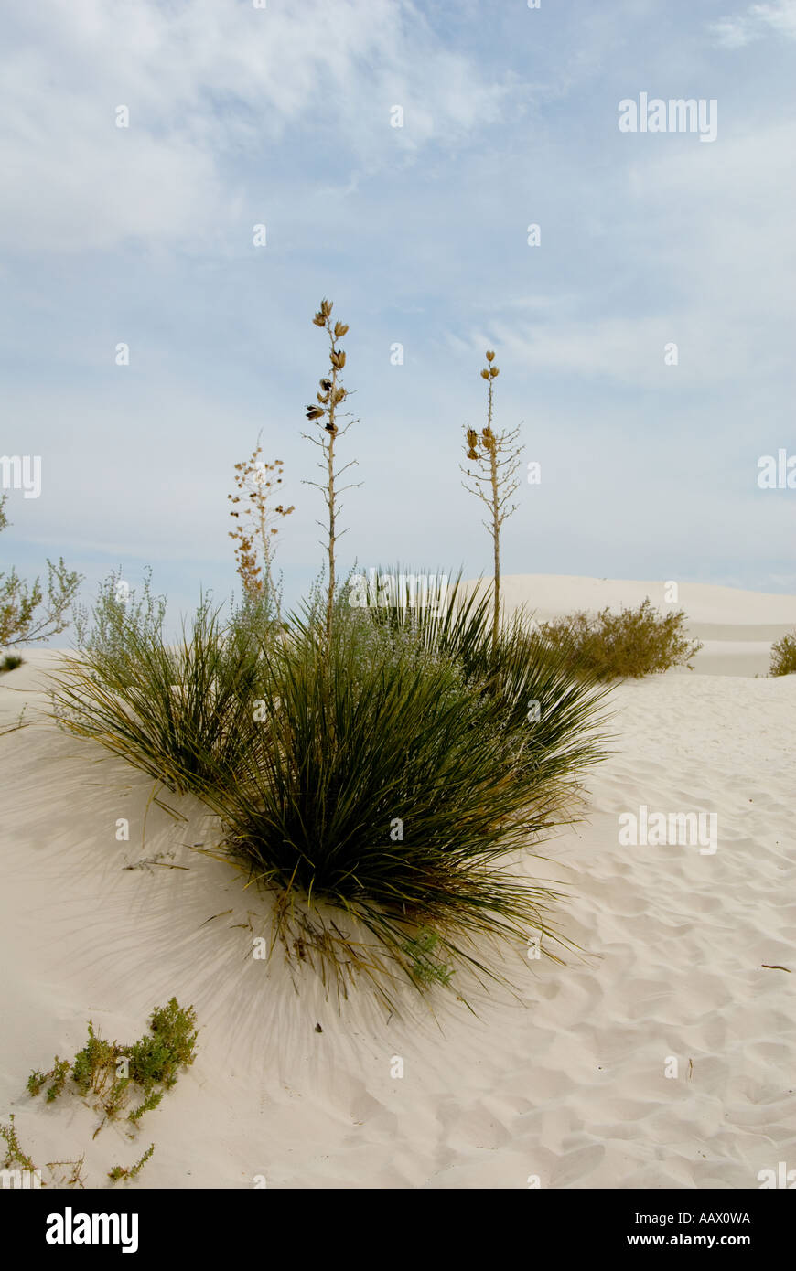 Small yucca tree in white sand dune White Sands National Monument in ...