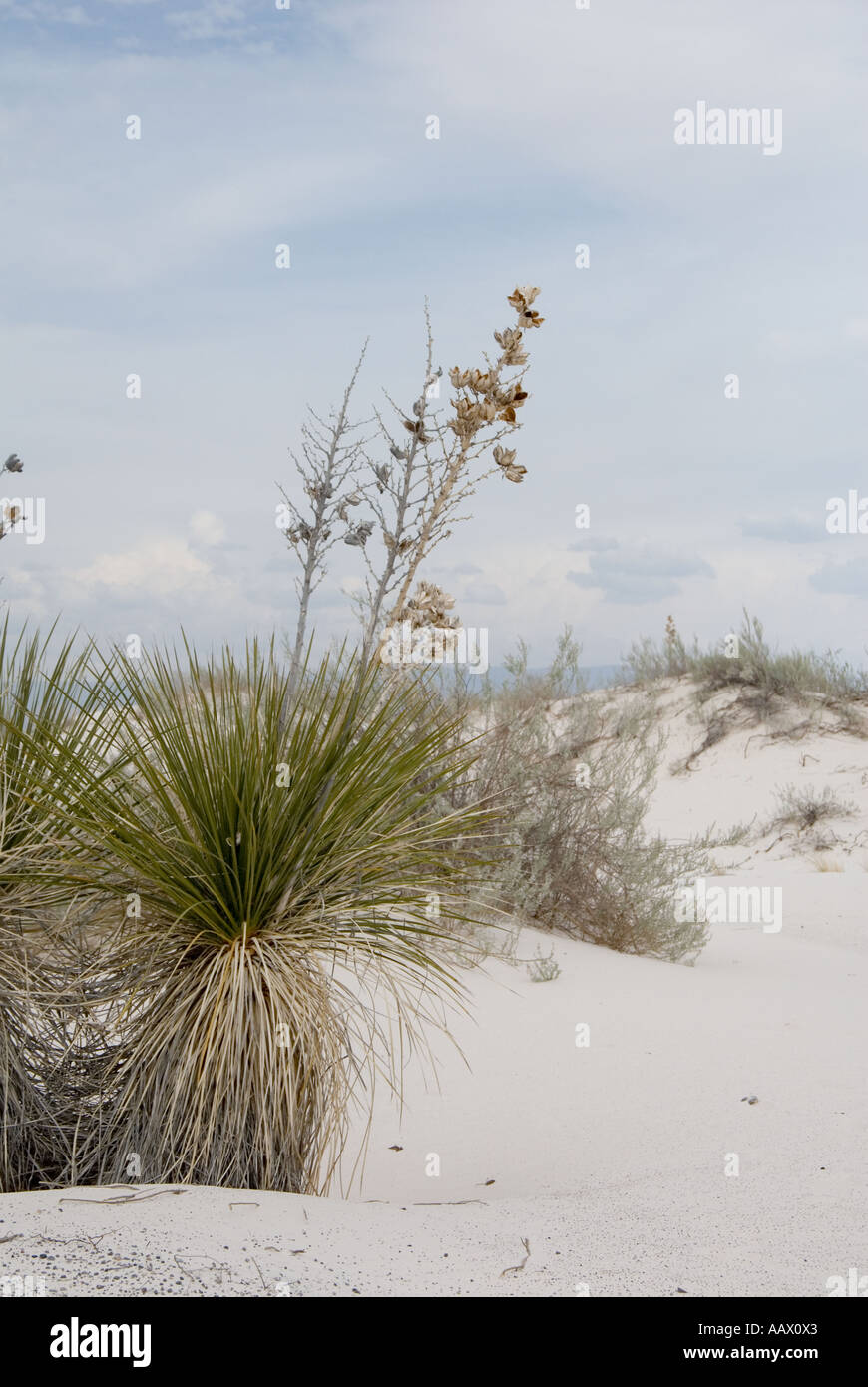 Small yucca tree in white sand dune White Sands National Monument in ...