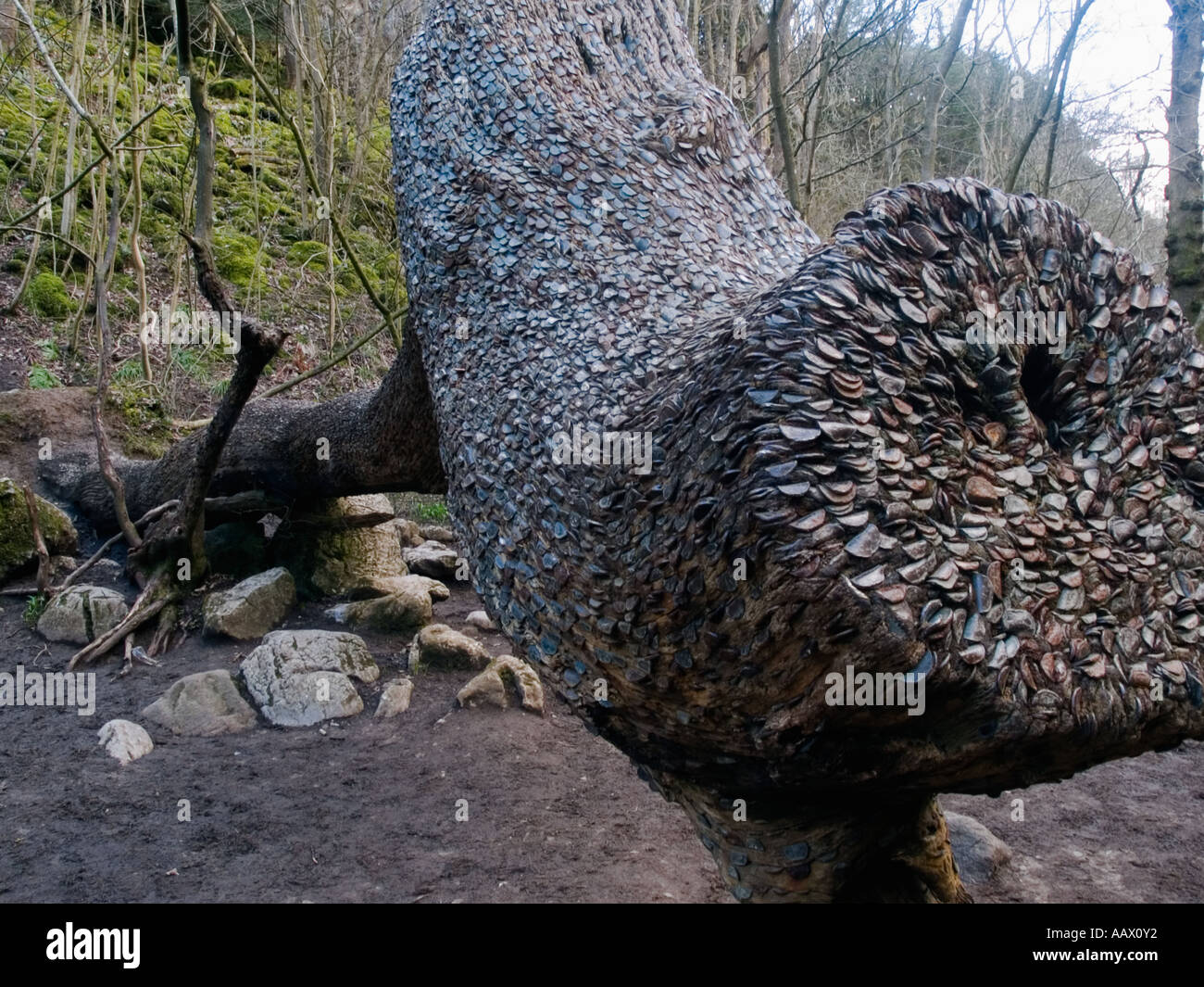 Money Tree - coins embedded in a tree trunk, Yorkshire, England, UK ...