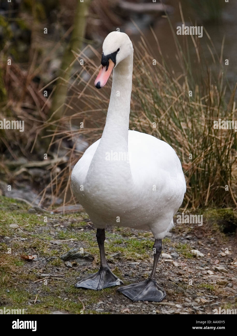 Swan On Land High Resolution Stock Photography and Images - Alamy