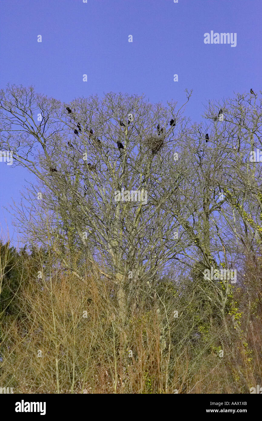 Group of trees with Rooks' (Corvus frugilegus) nests in the tops Stock ...