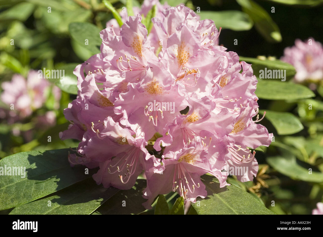 Pink violet Azalea spring flowers close up - Rhododendron Catawbiense ...