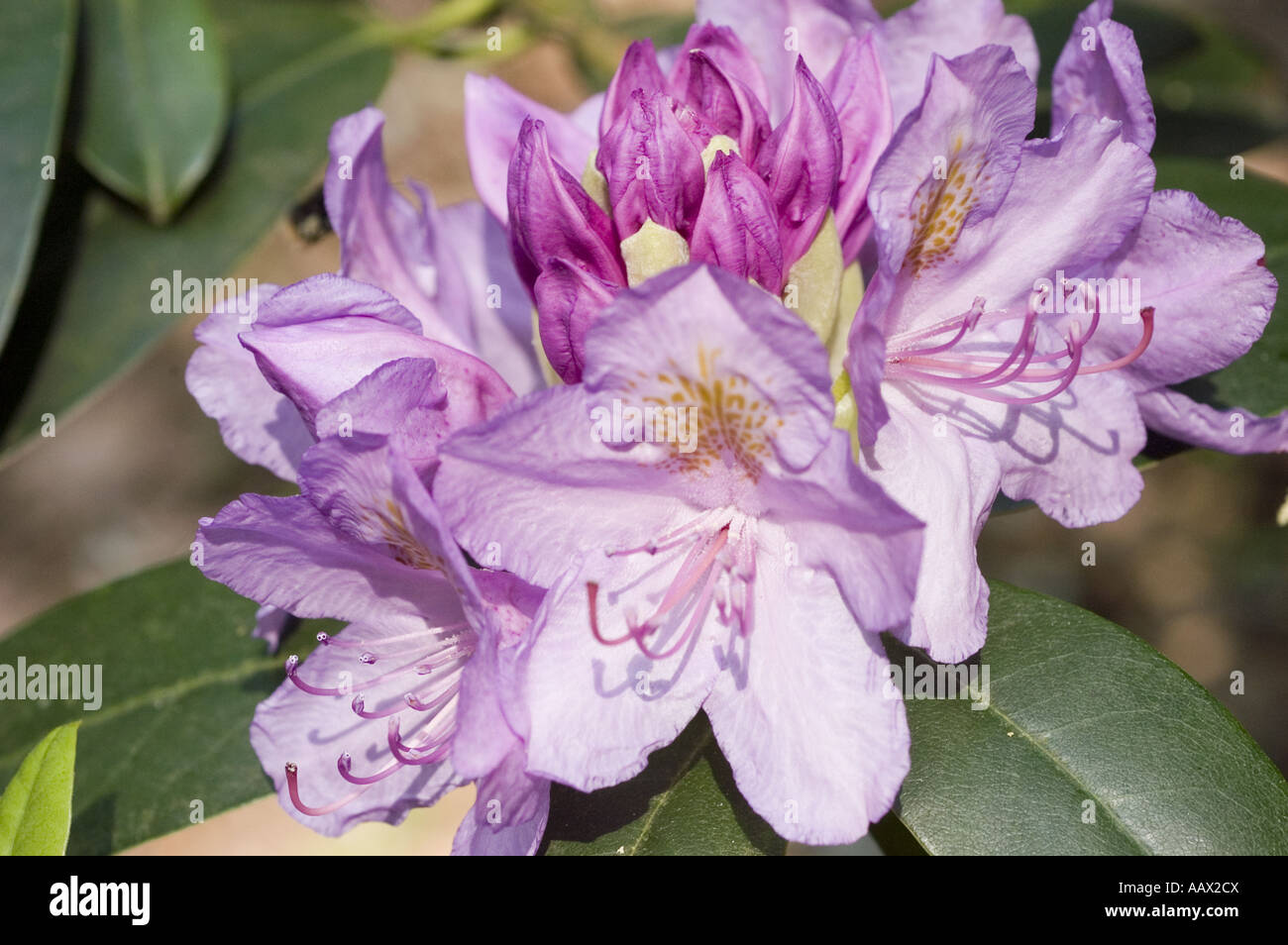Pink violet Azalea spring flowers close up - Rhododendron Catawbiense ...