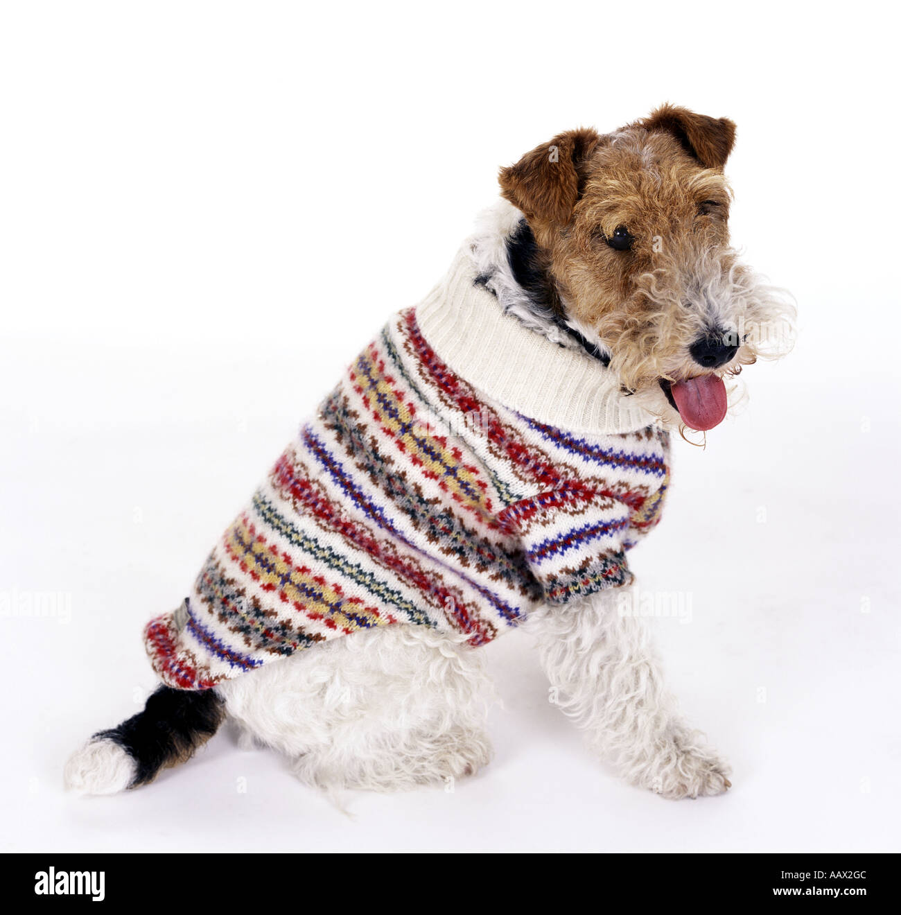 Brown woolly dog hi-res stock photography and images - Alamy