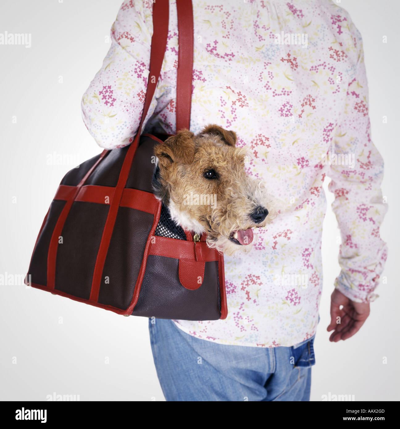 dog in bag over mans shoulder Stock Photo - Alamy
