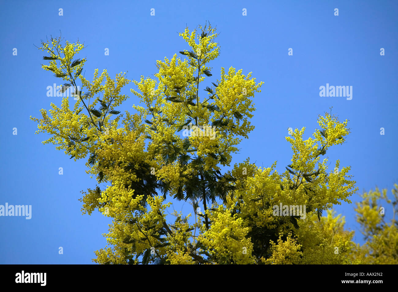 Mimosa Tree in full bloom Stock Photo - Alamy