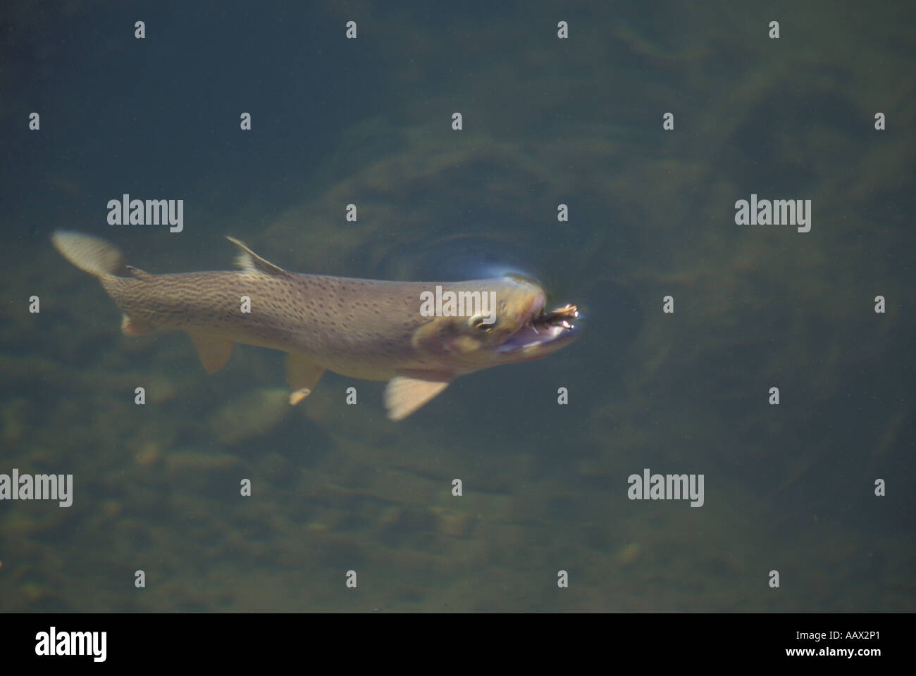 Rising trout hi-res stock photography and images - Alamy