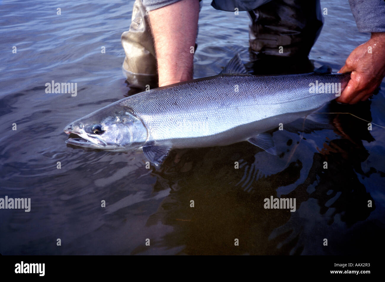 Silver fly hi-res stock photography and images - Alamy