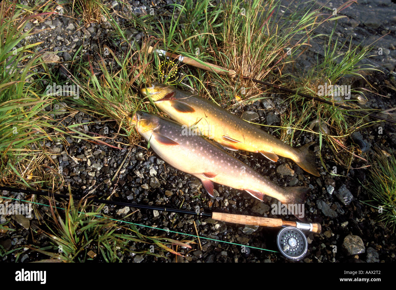 PF-250 TWO ARCTIC CHAR WITH DIFFERENT COLORING Stock Photo - Alamy