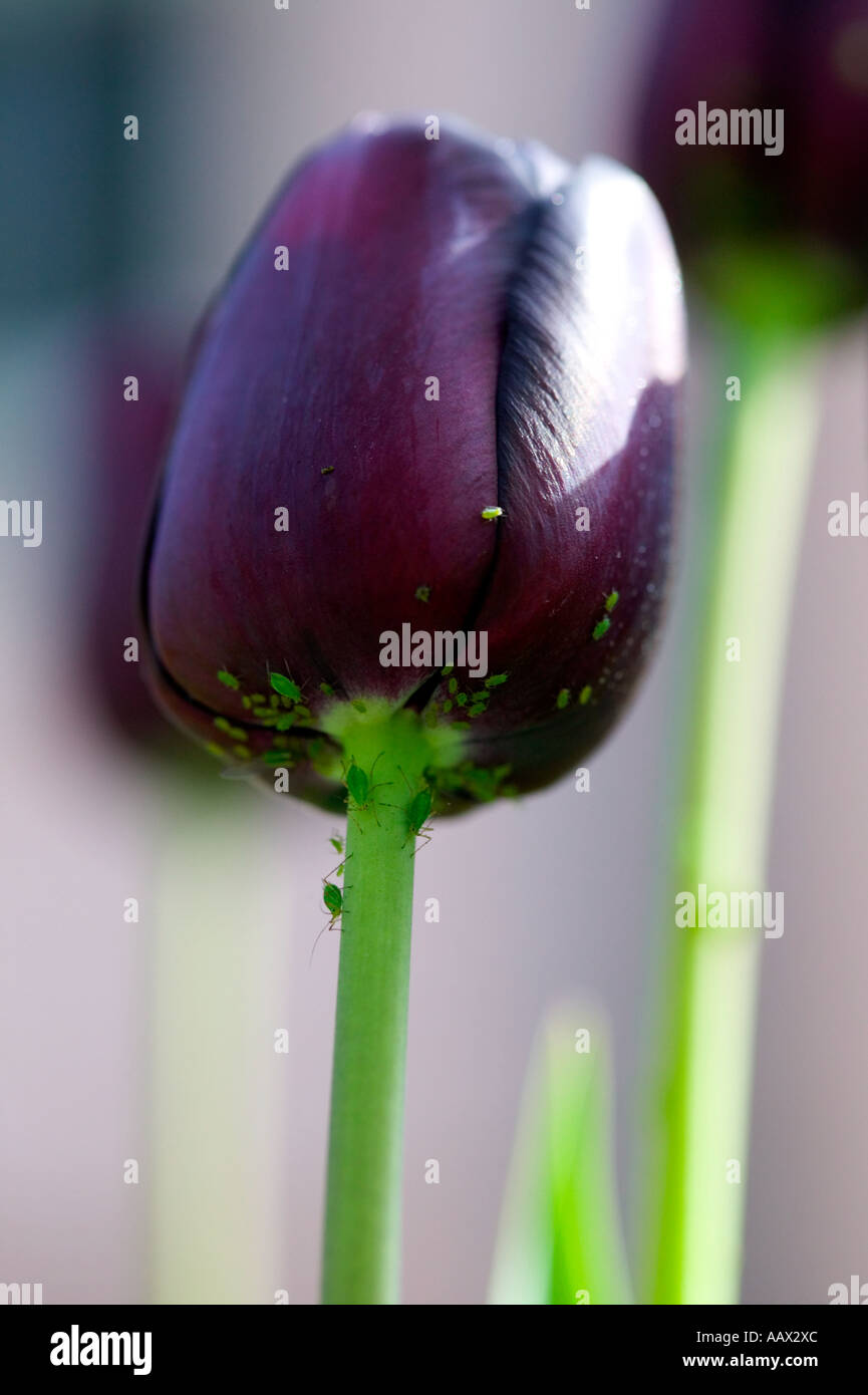 Aphids plant lice insects hi-res stock photography and images - Alamy