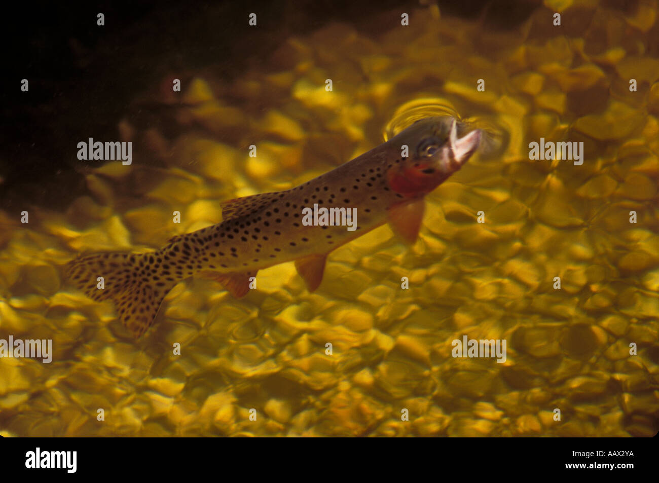 Cutthroat Trout Rise