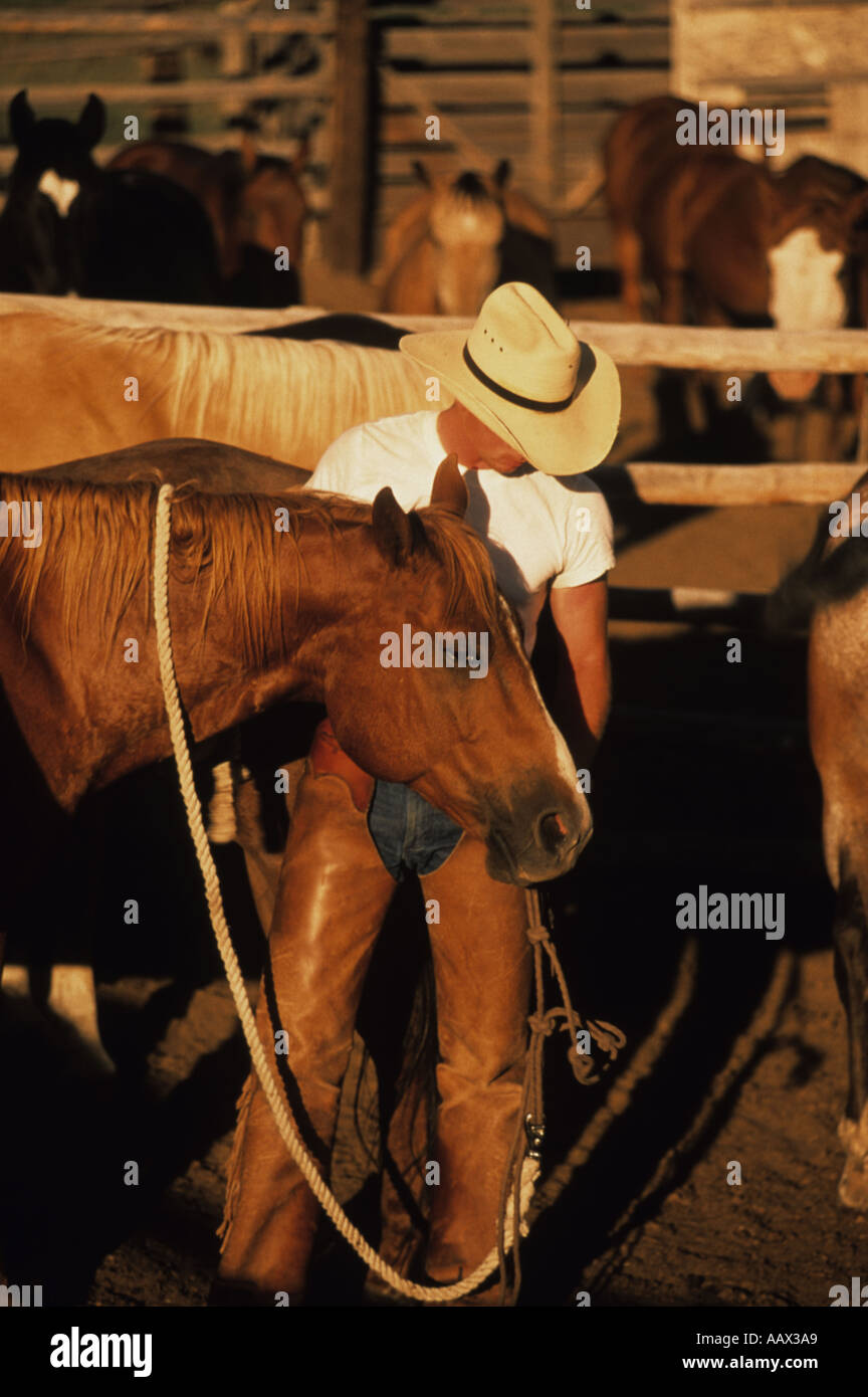 Cowboy and ranch hand with horses in a corral Stock Photo - Alamy