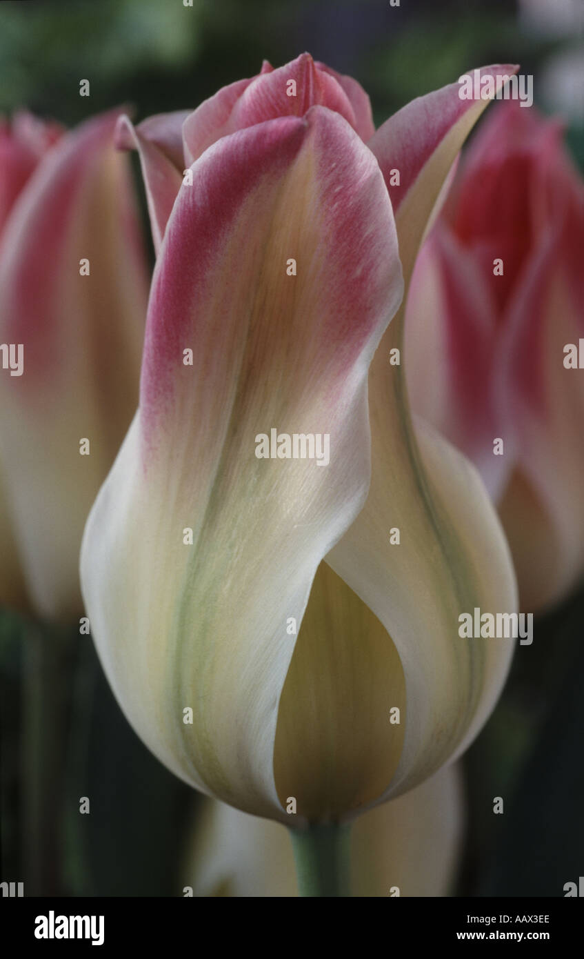 Florosa hi-res stock photography and images - Alamy