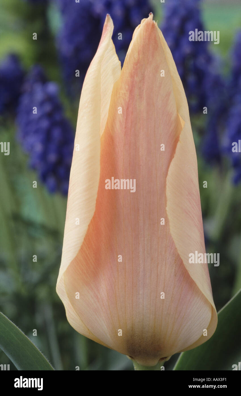 Fur elise tulip hi-res stock photography and images - Alamy