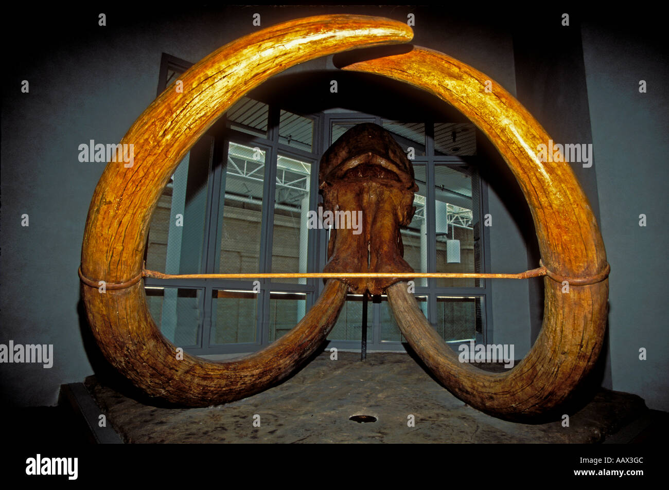 Mammoth skull hi-res stock photography and images - Alamy