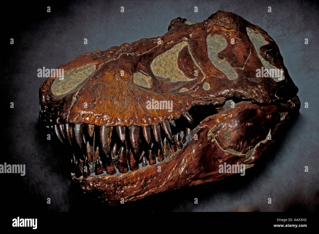 PFO-2 TYRANNOSAURUS REX FOSSIL HEAD Stock Photo - Alamy