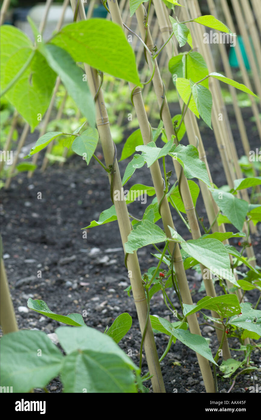 beans growing up a frame of canes Stock Photo - Alamy