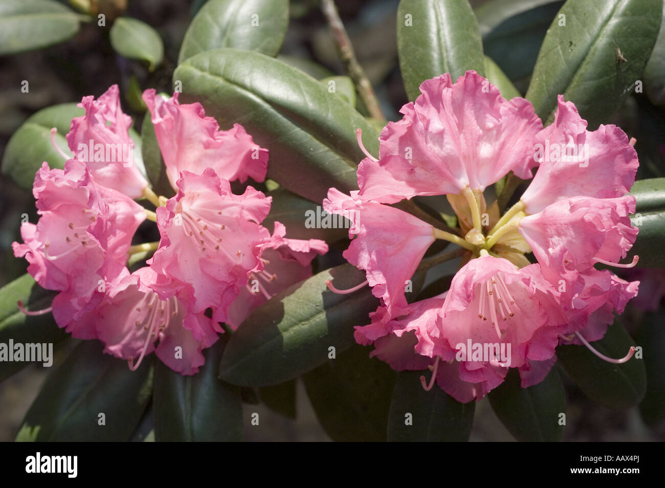 Pink violet Azalea spring flowers close up - Rhododendron var Corneille ...