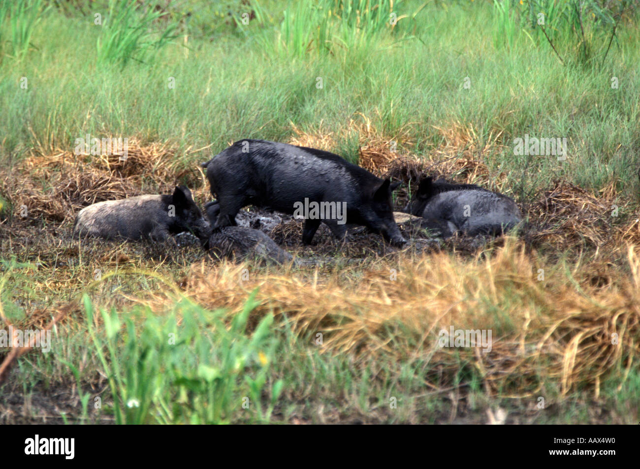 Ferrel hi-res stock photography and images - Alamy