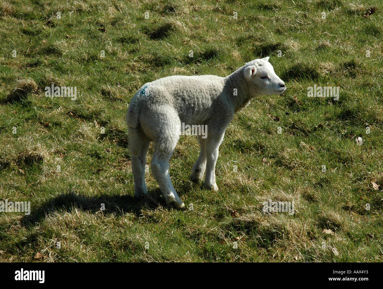 lamb standing up Stock Photo - Alamy