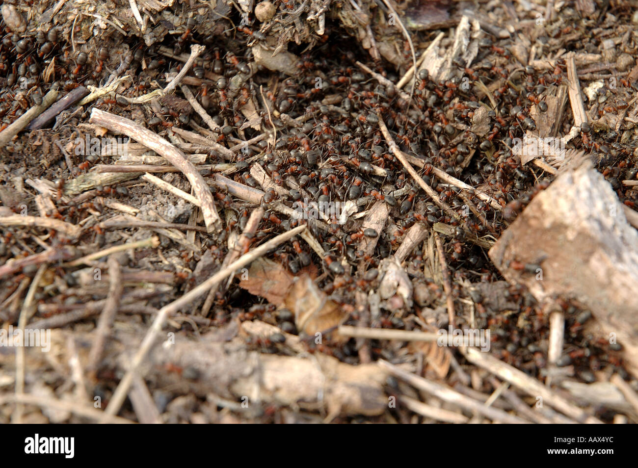 Wood ant pile forest hi-res stock photography and images - Alamy