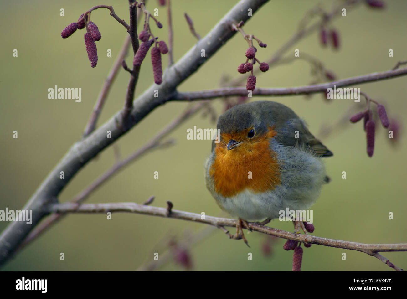 A single Robin Redbreast (Erithacus rubecula) with feathers fluffed up ...