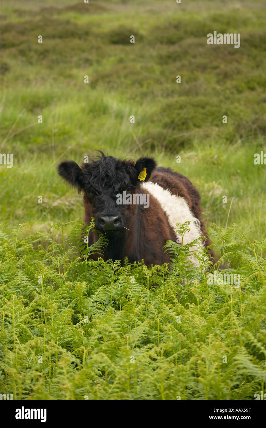 Banded cattle hi-res stock photography and images - Alamy