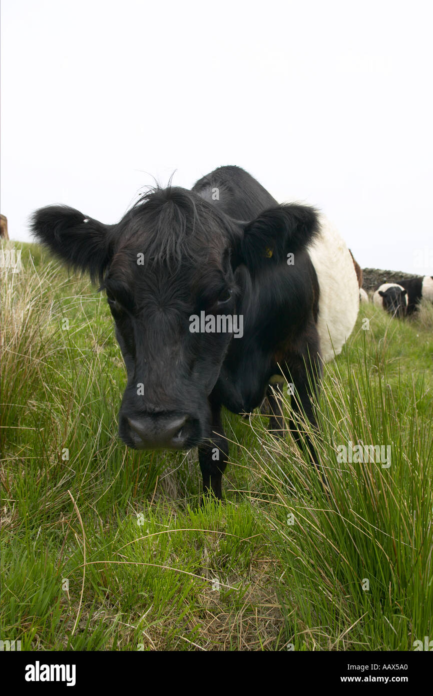 Banded cattle hi-res stock photography and images - Alamy