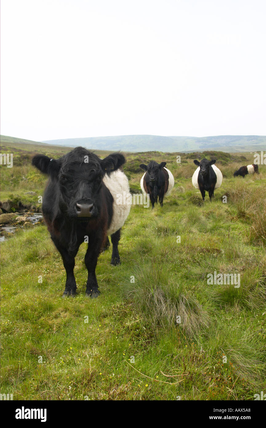 Belted galloway cattle hi-res stock photography and images - Alamy