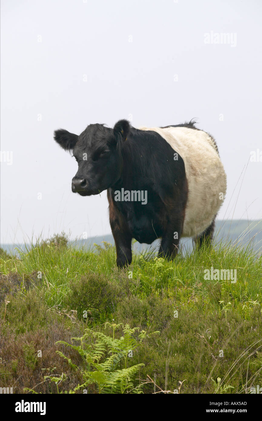 Belted Galloway Cow High Resolution Stock Photography and Images - Alamy