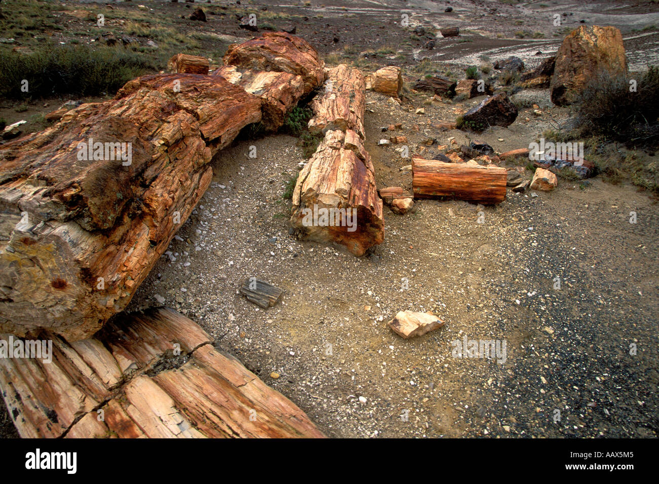 PNP-80 SEVERAL PETRIFIED LOGS Stock Photo - Alamy