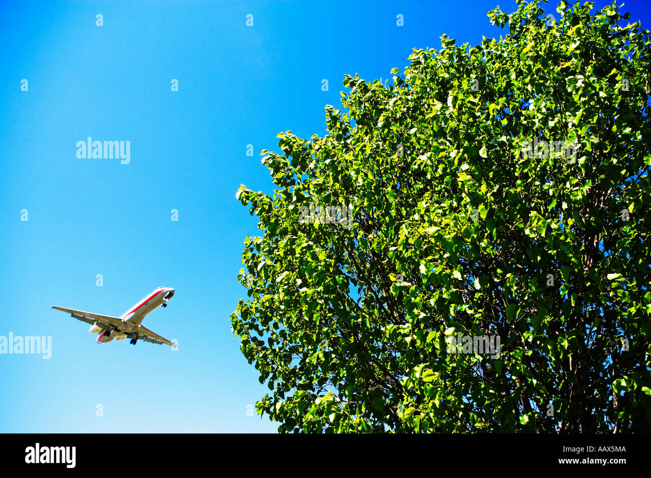 AIRPLANE AND TREE Stock Photo - Alamy