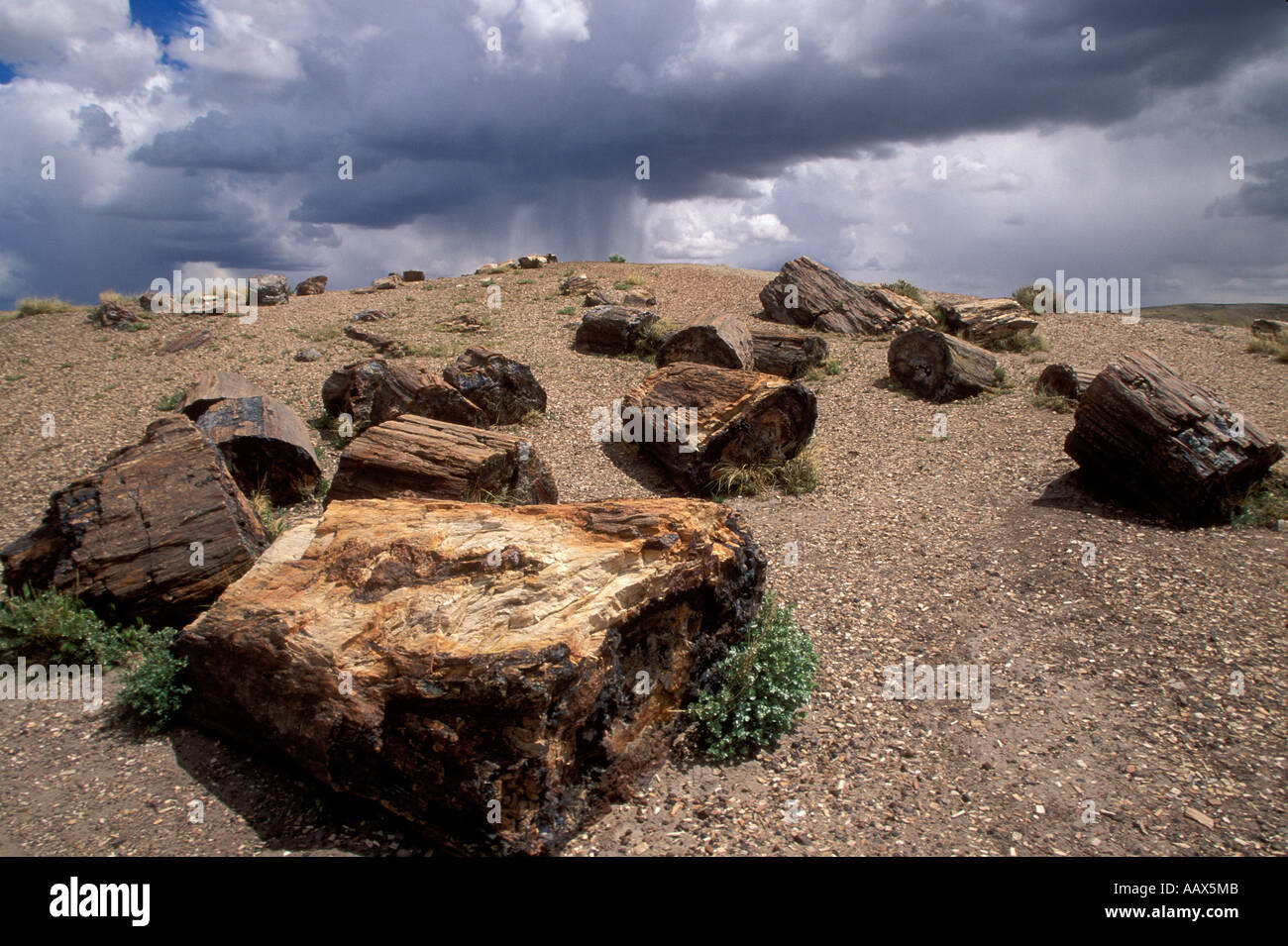 PNP-84 PIECES OF PETRIFIED TREES Stock Photo - Alamy