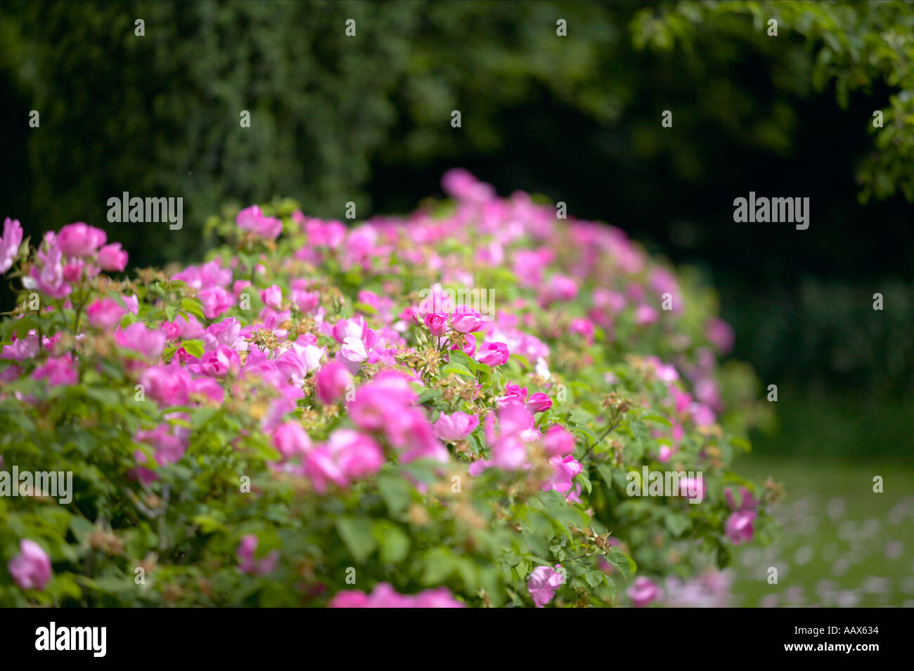 Native hedging hi-res stock photography and images - Alamy