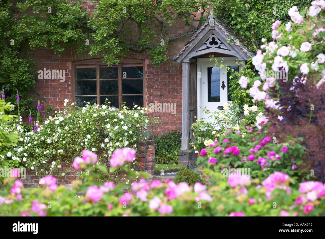 Country cottage roses hi-res stock photography and images - Alamy