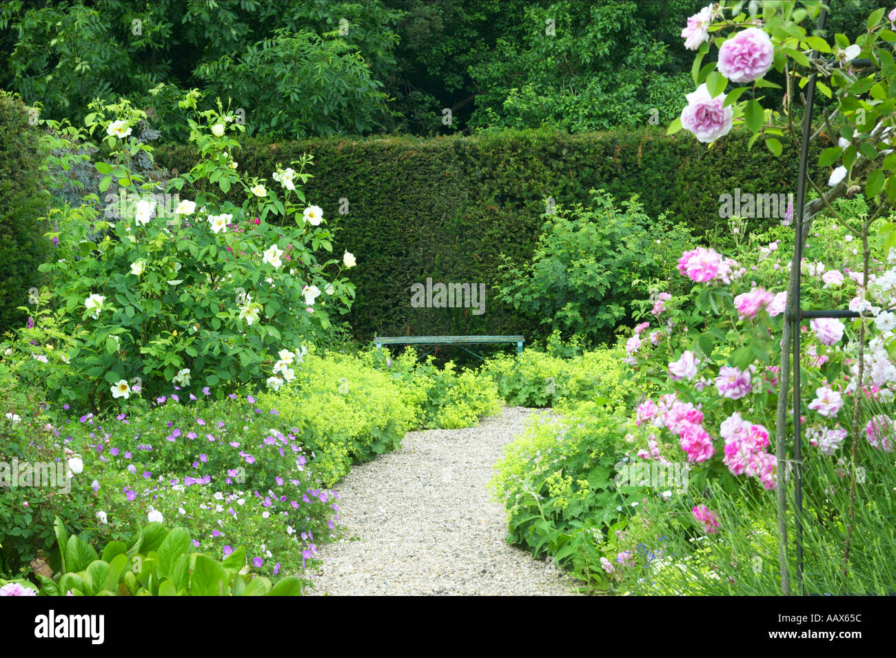 English rose garden Stock Photo - Alamy