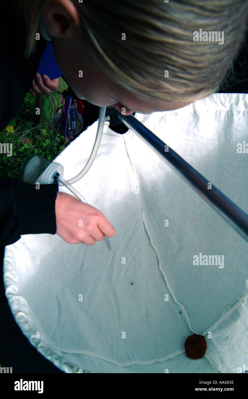 Insect Sampling High Resolution Stock Photography and Images - Alamy