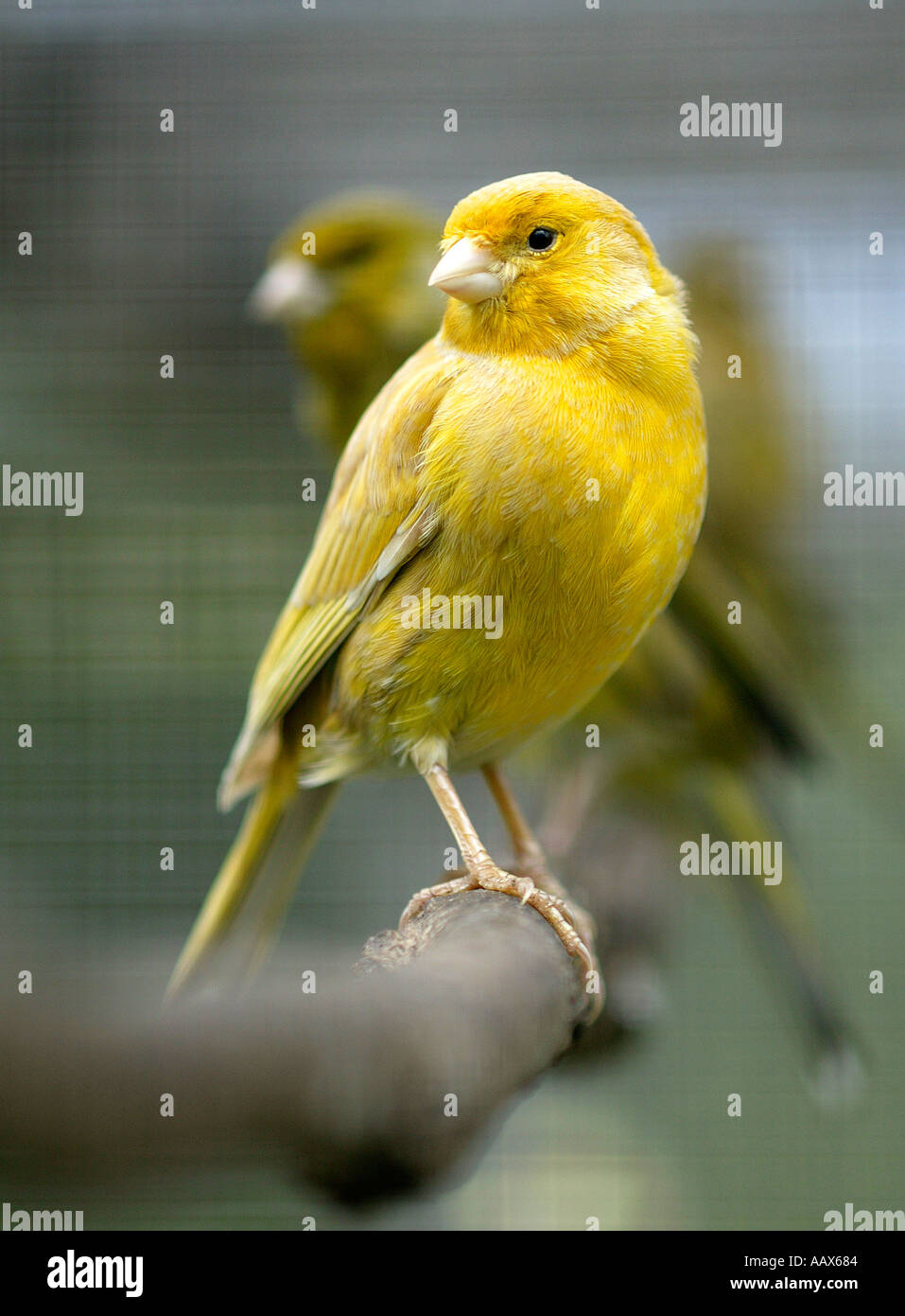 Canary cage hi-res stock photography and images - Alamy