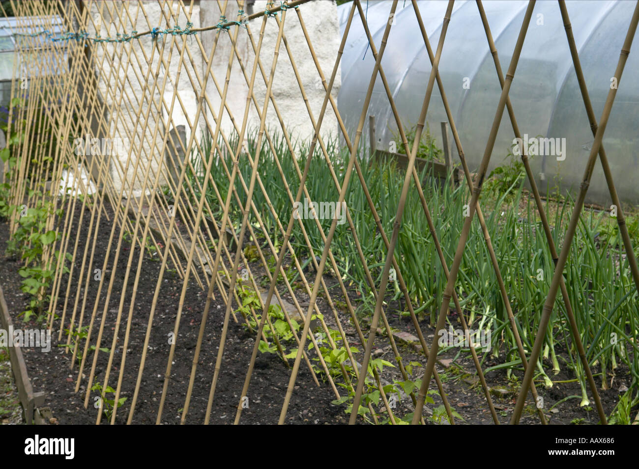 beans growing up a frame of canes in a permaculture garden Stock Photo ...
