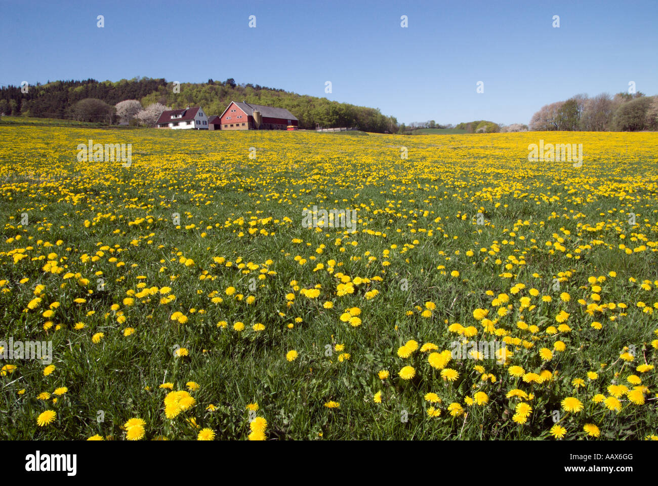 Sweden Skane field Stock Photo - Alamy