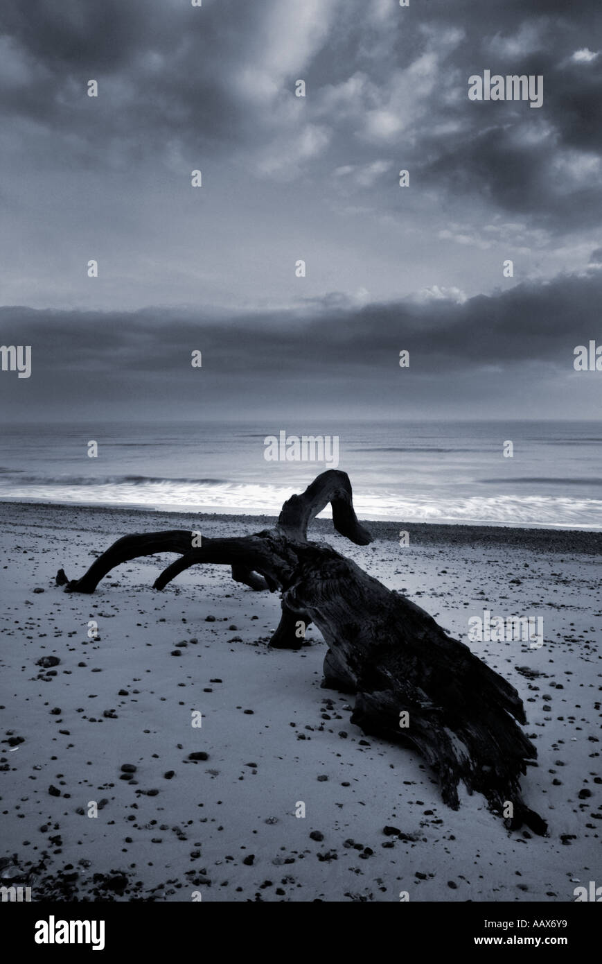 Dead tree beach hi-res stock photography and images - Alamy