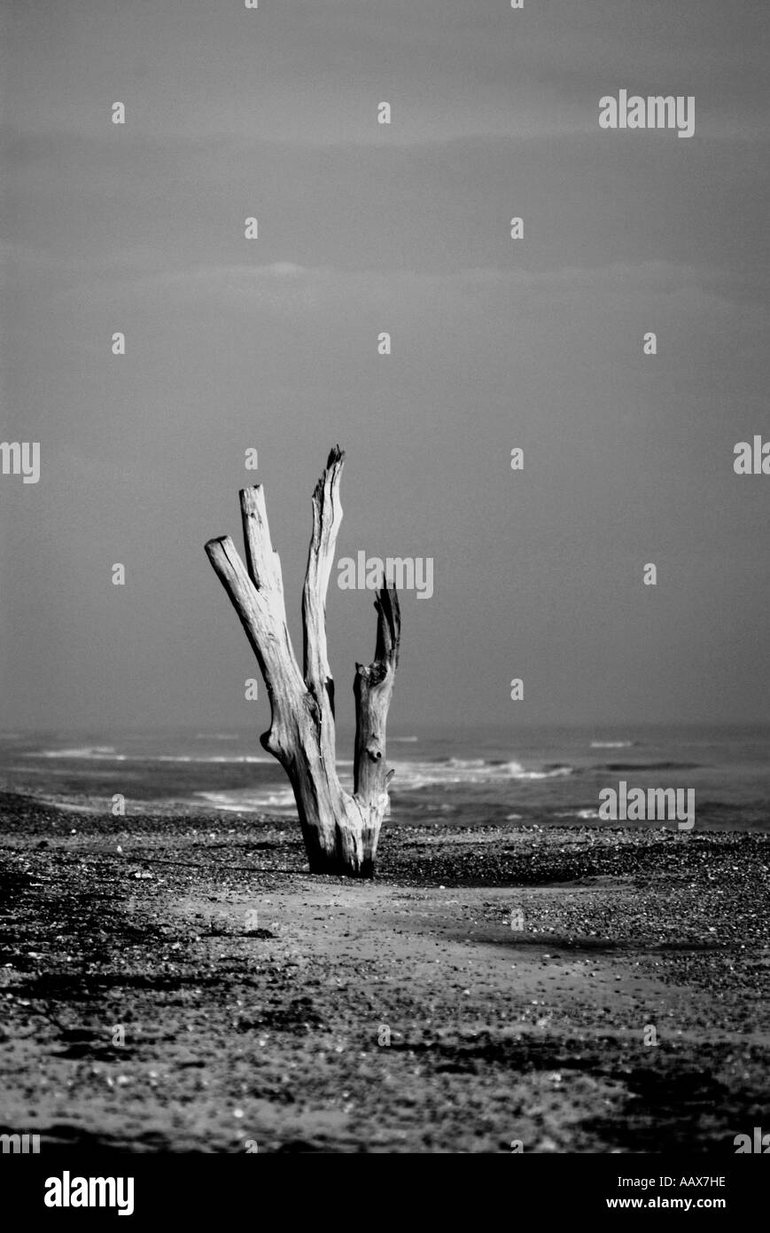 single dead tree standing on Beach at Benacre Suffolk Stock Photo - Alamy