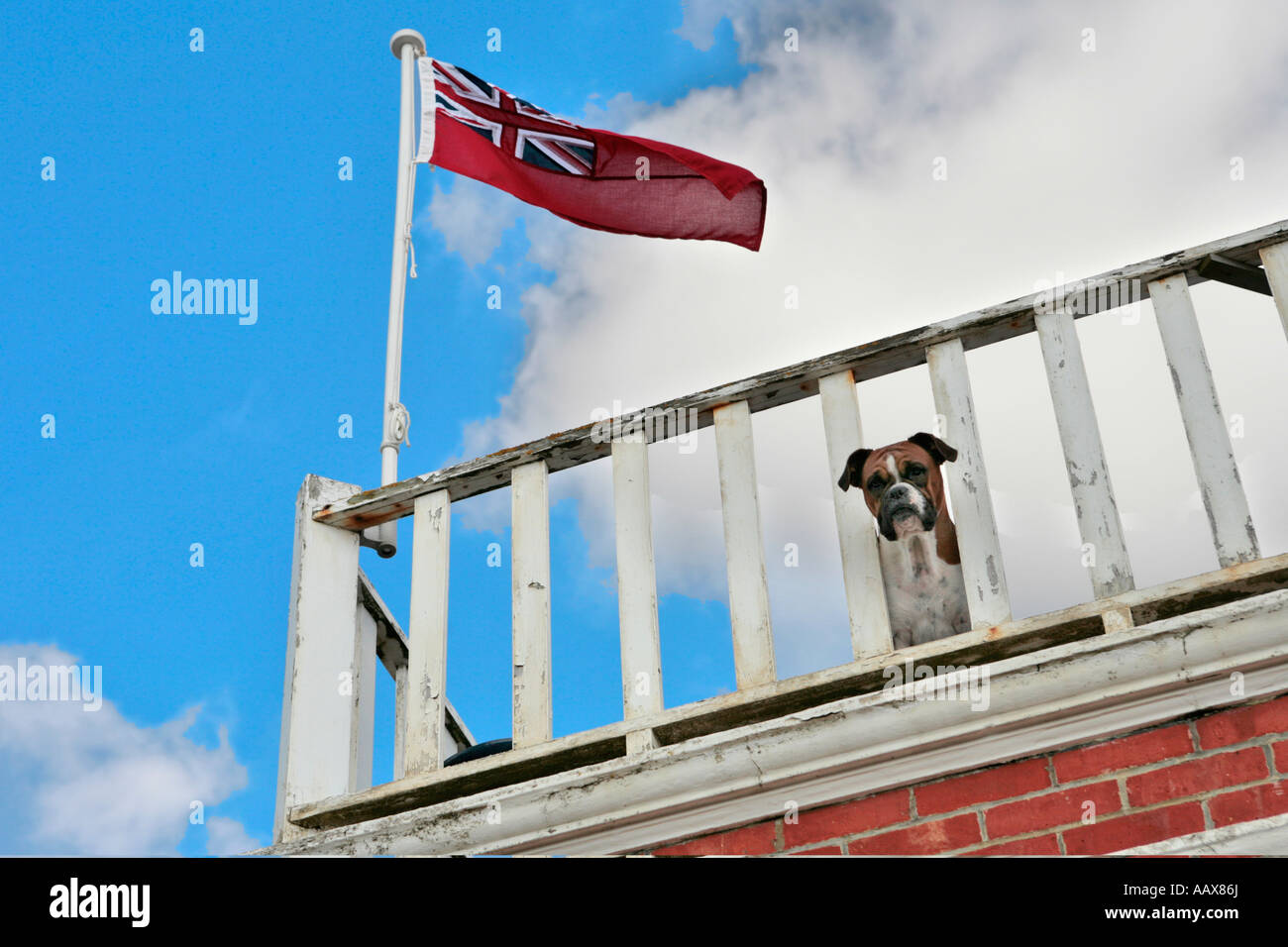 a boxer dog looks out of its home Stock Photo - Alamy