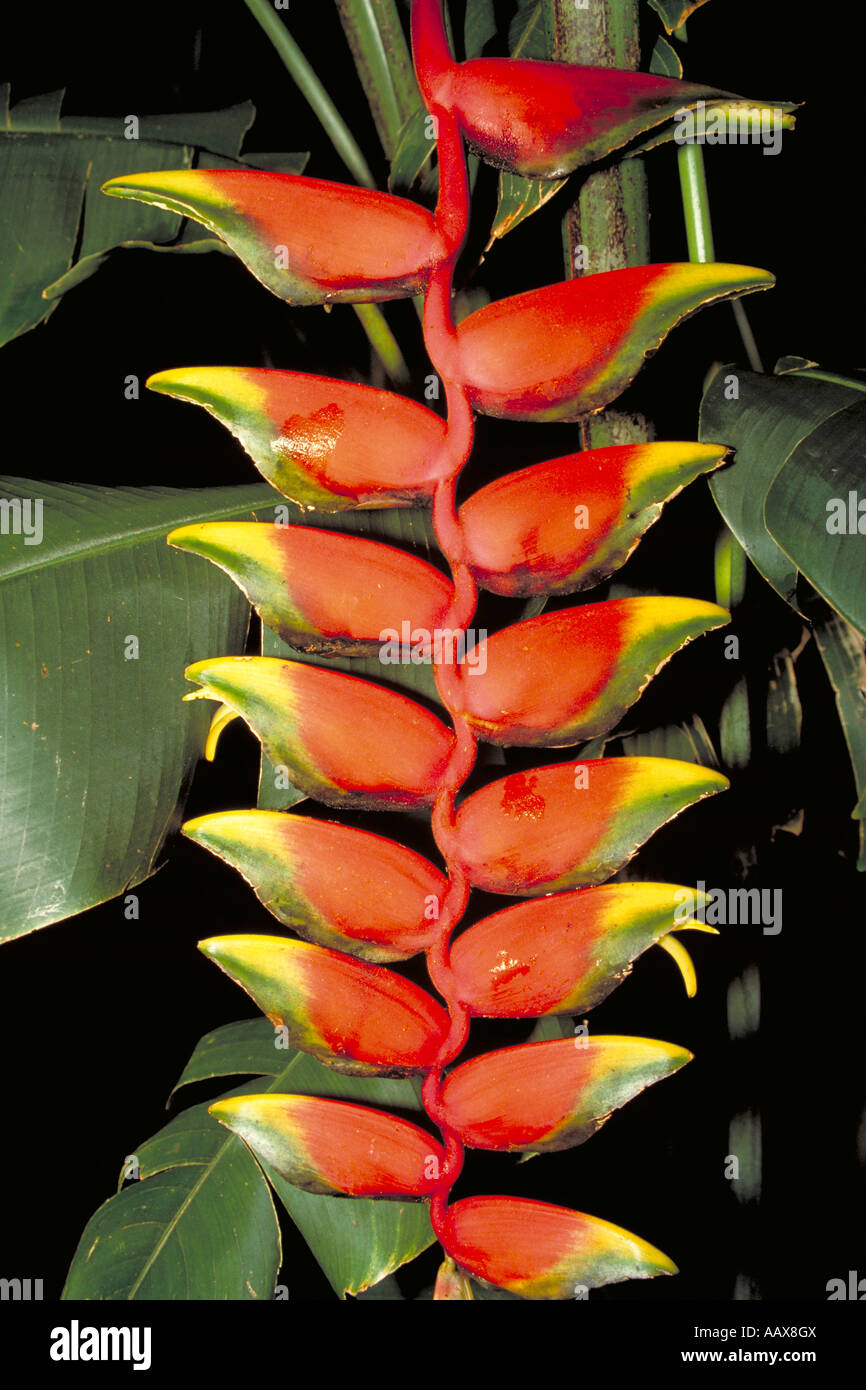 Nani Mau Gardens High Resolution Stock Photography and Images - Alamy