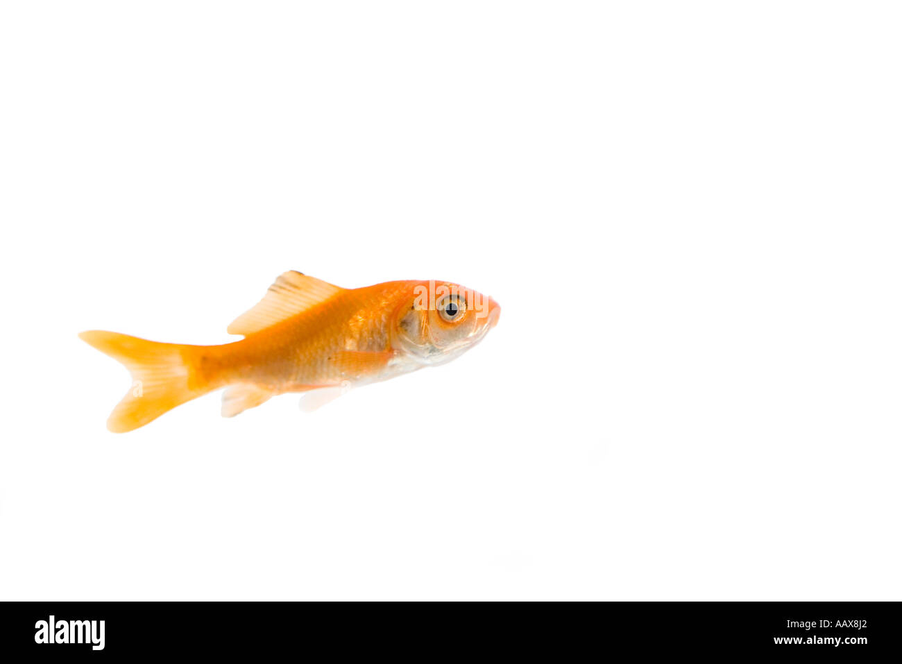 The gold fish Cut Out Stock Images & Pictures - Alamy