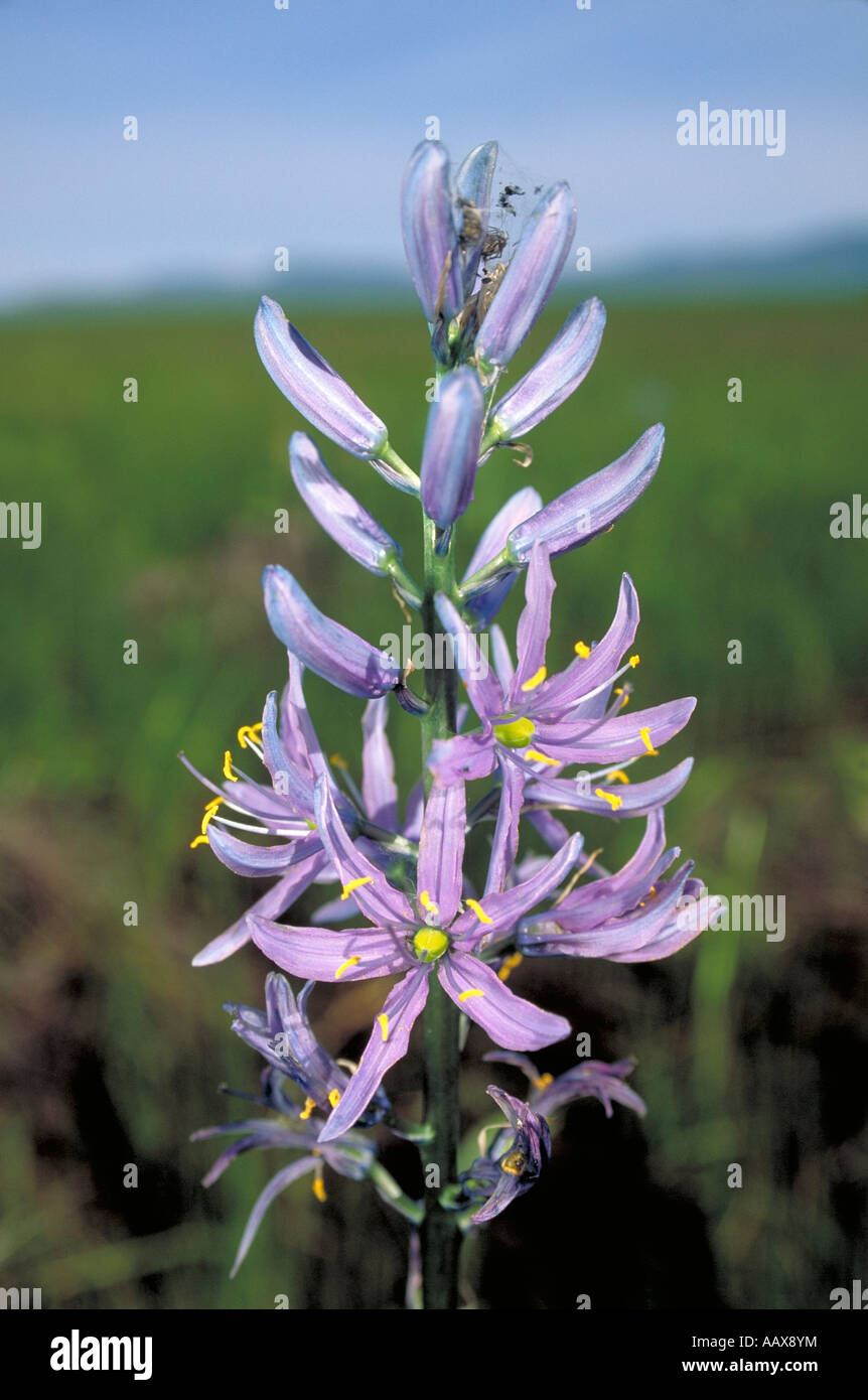 Camas prairie idaho hi-res stock photography and images - Alamy